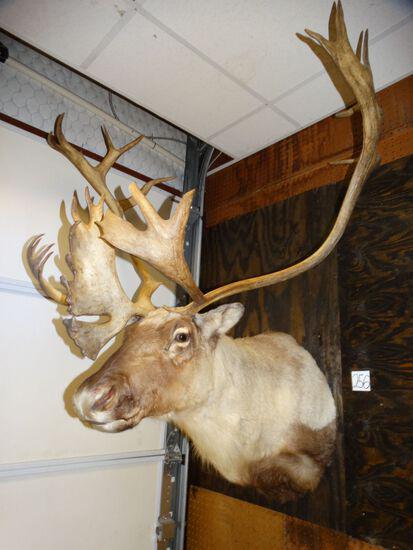 Awesome Barren Ground Caribou Shoulder Mount Taxidermy