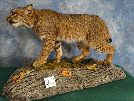 Gorgeous Aaa Bobcat Full Body Mount Taxidermy