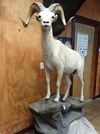 Alaskan Dall Sheep Full Body Mount Ram Taxidermy - Nov 20, 2021 | FLS ...
