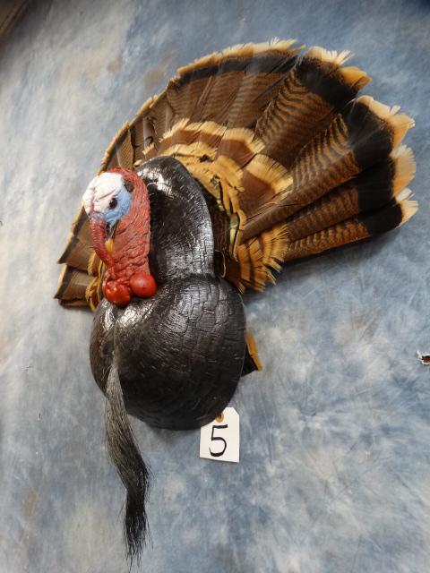 Wild Turkey Gobbler Shoulder Mount Taxidermy