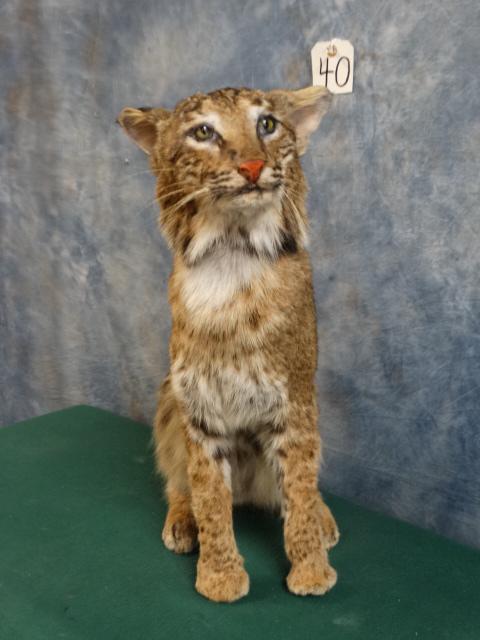 Bobcat Full Body Mount Taxidermy