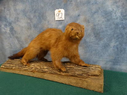 Very Pretty Stone Sheep Ram Full Body Mount Taxidermy