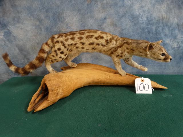 Outstanding South African Genet Cat Full Body Mount Taxidermy