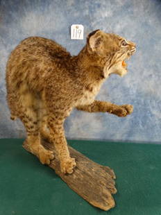Bobcat Full Body Mount Taxidermy