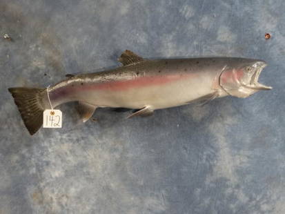 33" Real Skin Steelhead Trout Taxidermy Fish Mount