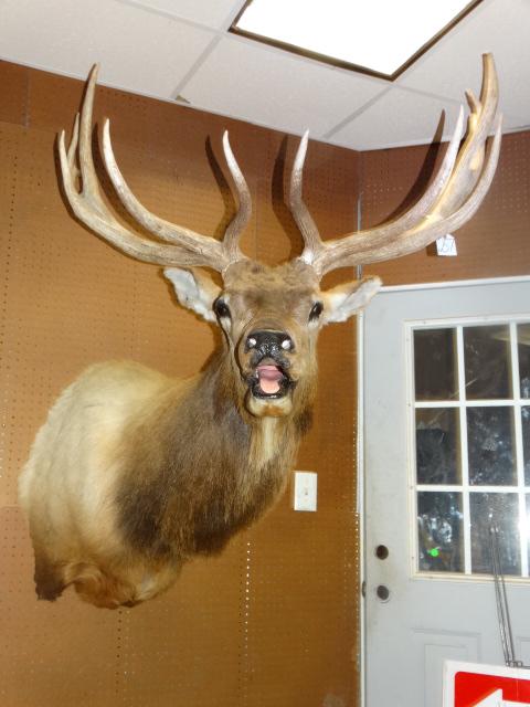 Big 6 X 6 Bugling Elk Shoulder Mount Taxidermy
