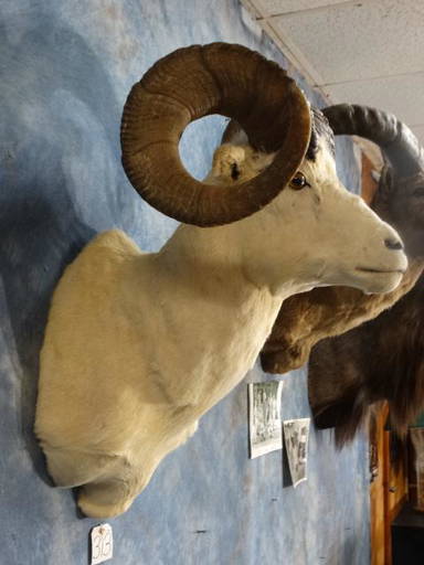 Big 38" Alaskan Dall Sheep Ram Shoulder Mount Taxidermy - Apr 23, 2022 ...