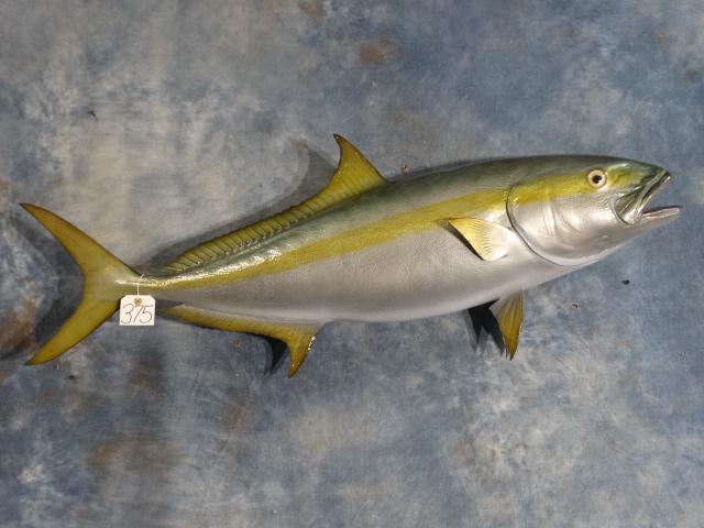 47 1/2" Amberjack Saltwater Game Fish Mount Fiberglass Reproduction ...