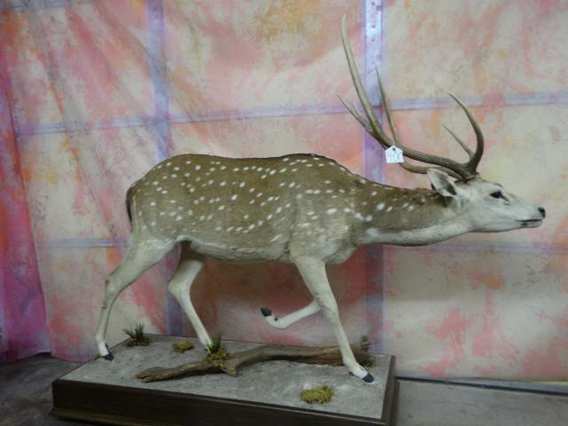 Gold Medal Axis Deer Full Body Mount Taxidermy (#400) on Apr 23, 2022 ...