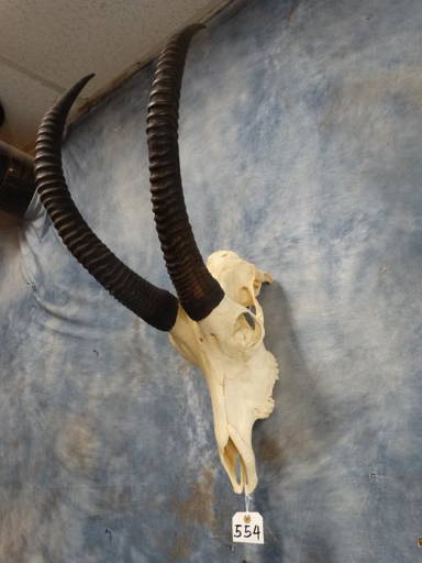 African Record Book Roan Antelope Skull Taxidermy