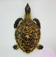 ANTIQUE TAXIDERMY TORTOISE SHELL - Oct 28, 2018 | Westport Auction in CT