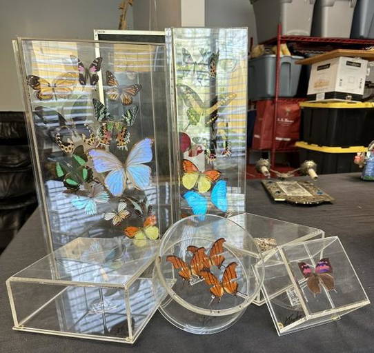 (6) Encased Beautiful Butterfly Displays, In Hard Plastic Cases, That ...