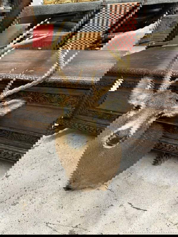 Taxidermy - 8 Point Deer Mount From Hudson Valley Estate, In Very Nice ...