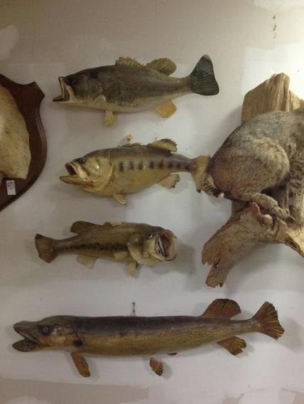(4) Fish Taxidermy Mounts