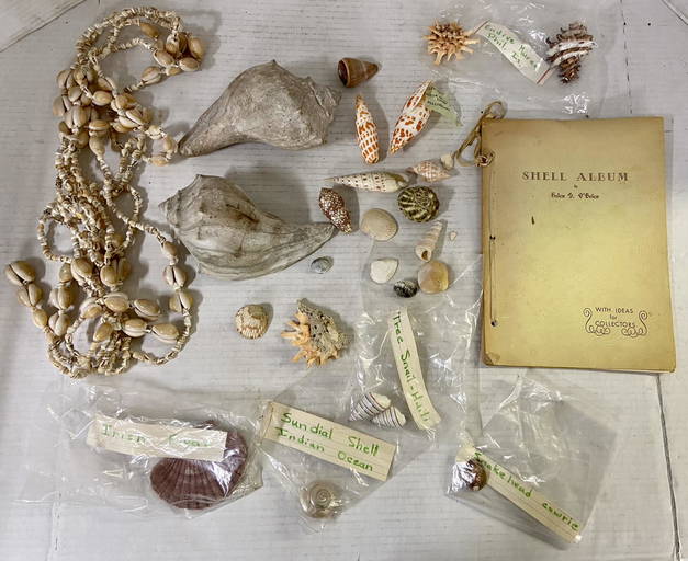 Lot of Shells & Shell Album by Helen S. O'Brien (#0494) on Dec 04, 2022 ...