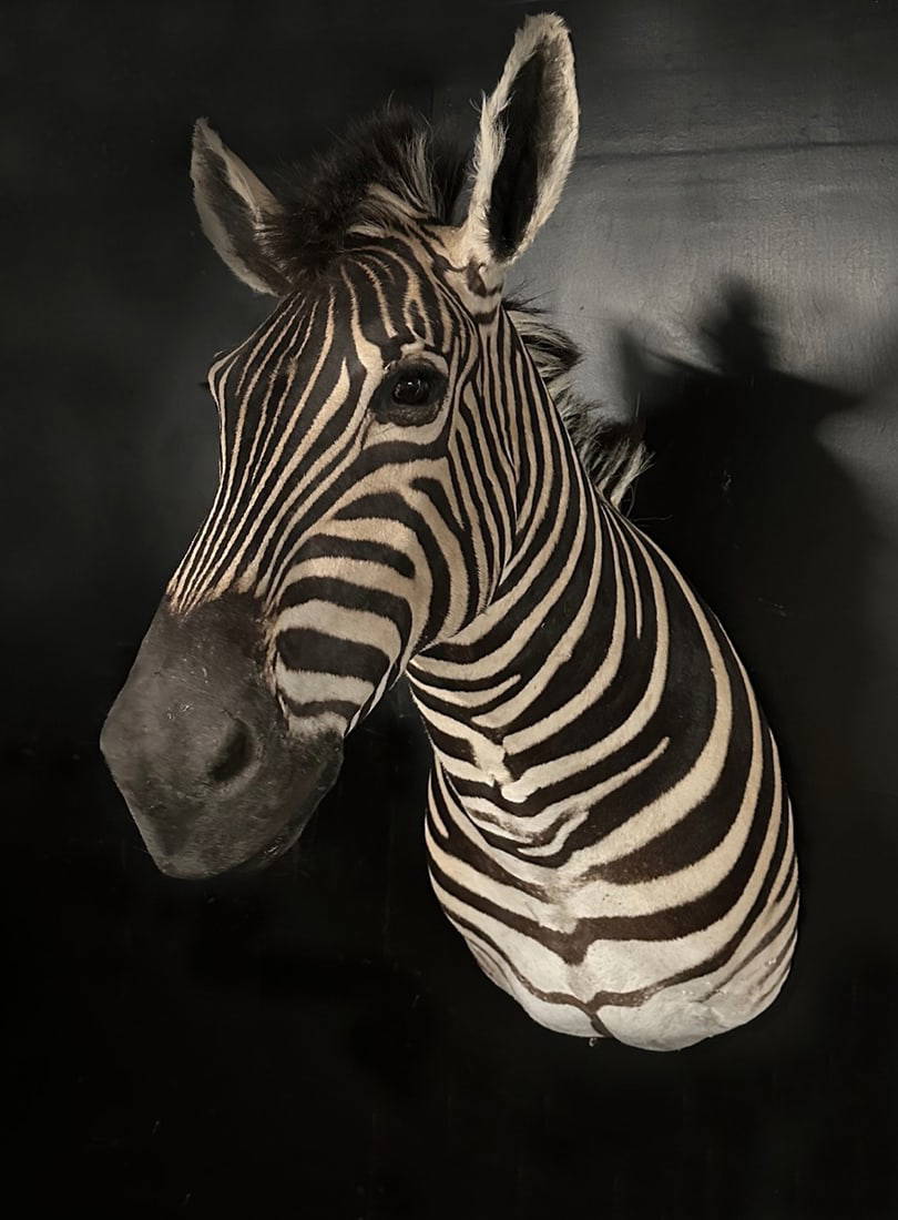 Buy A Taxidermy Shoulder Mount Zebra (equus Quagga) By Simon 'the ...