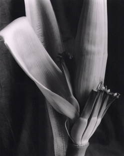 Imogen Cunningham, Banana Flower, 1920s