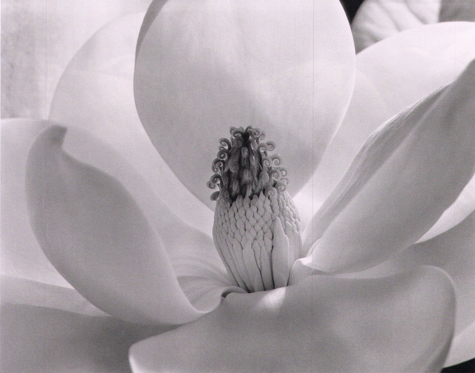 Imogen Cunningham, Magnolia Blossom, 1925 - Nov 05, 2022 | U.R.D.E ...