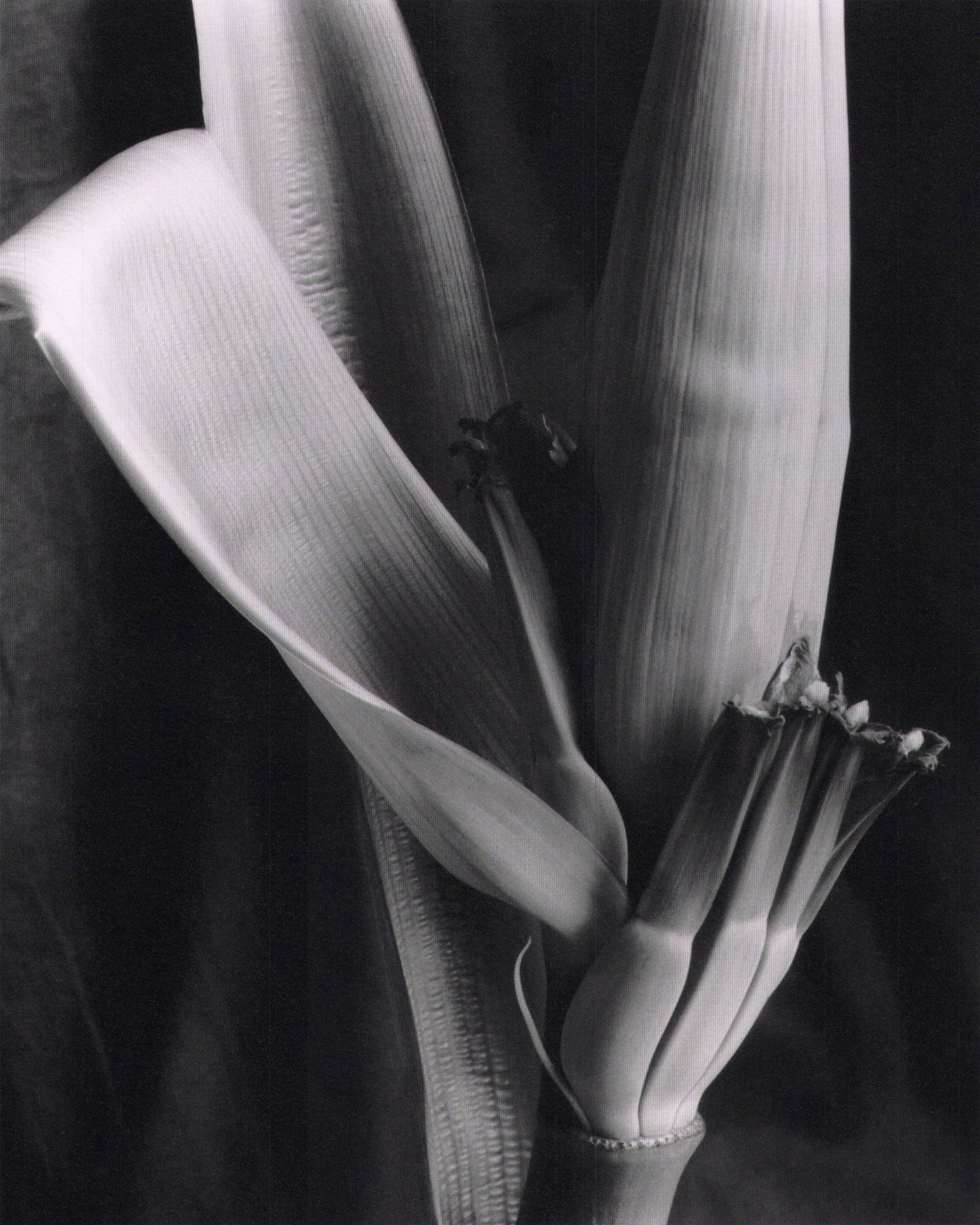 Imogen Cunningham, Banana Flower, 1920s