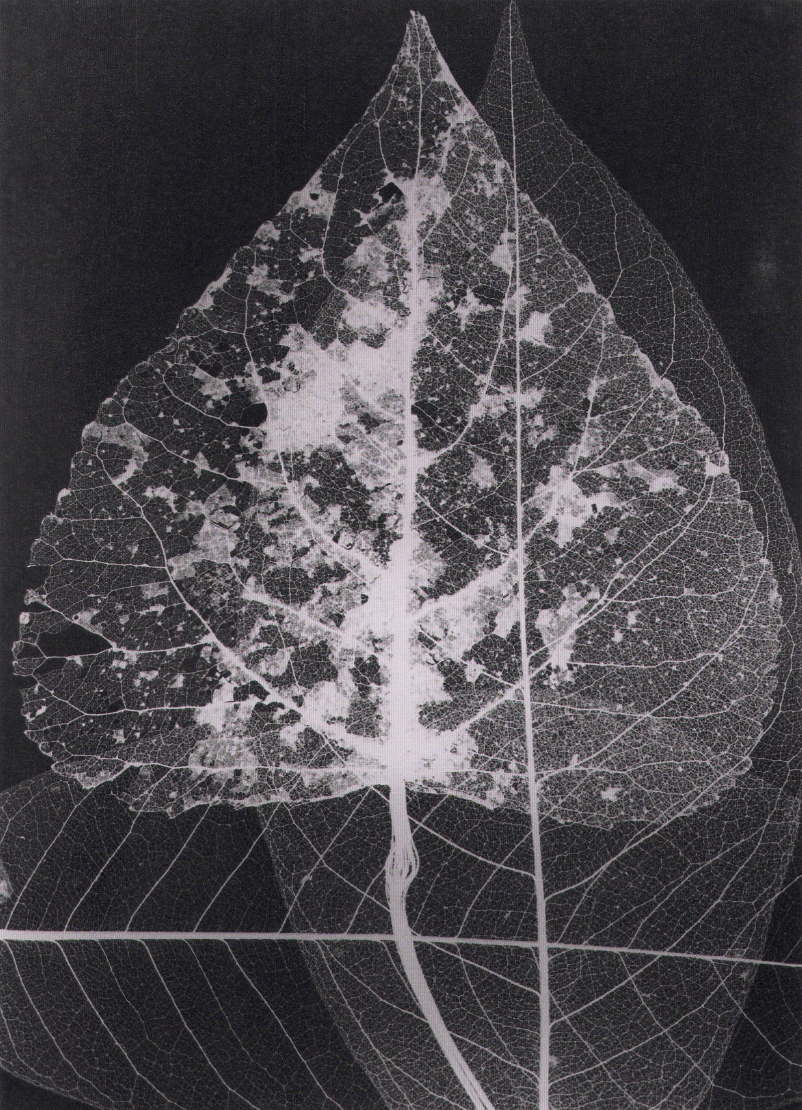 Imogen Cunningham, Leaves, (#0535) on Jan 22, 2023 | U.R.D.E. Trade ...