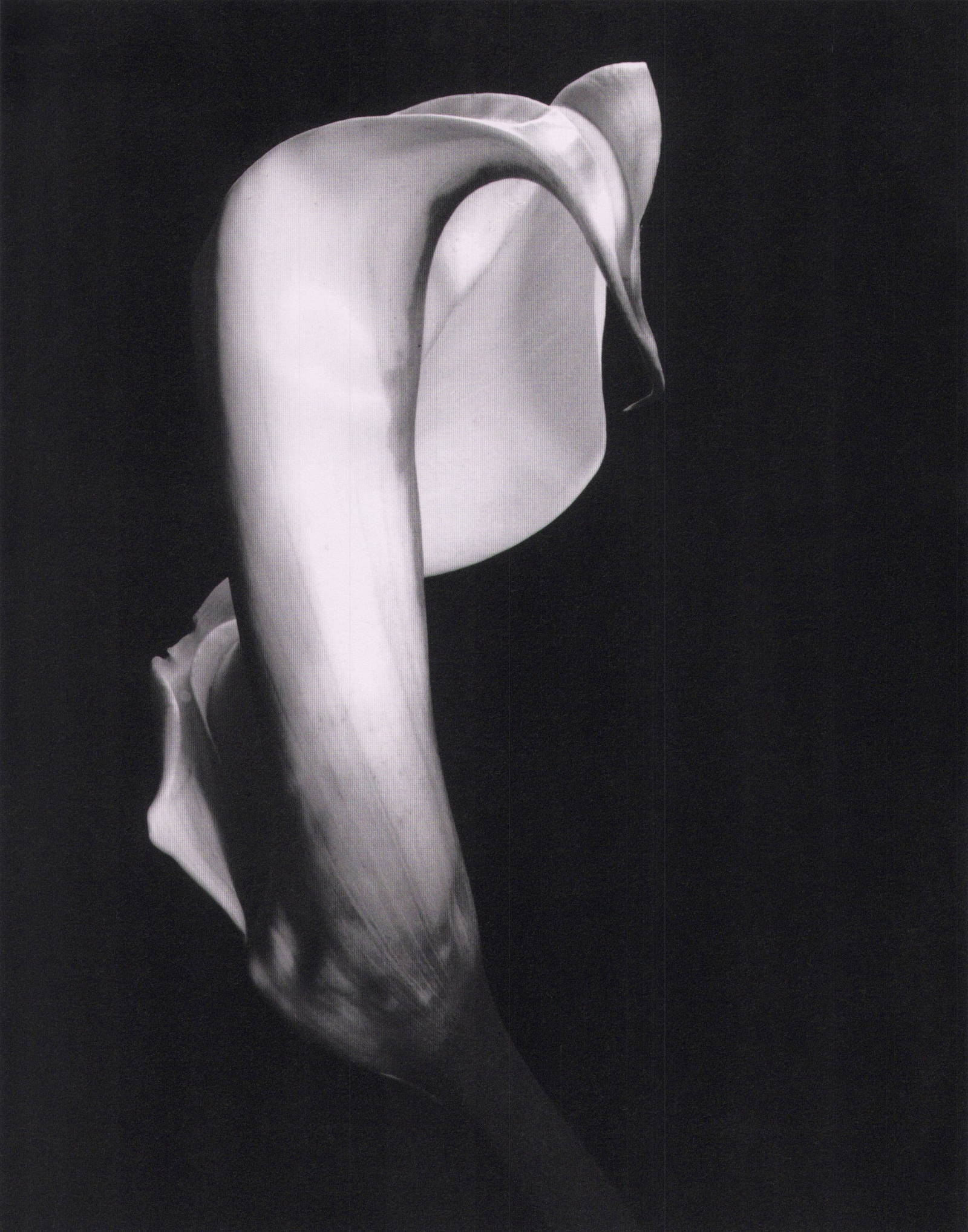 Imogen Cunningham, Calla Bud, ca. 1929 (#0842) on Mar 23, 2023 | U.R.D ...