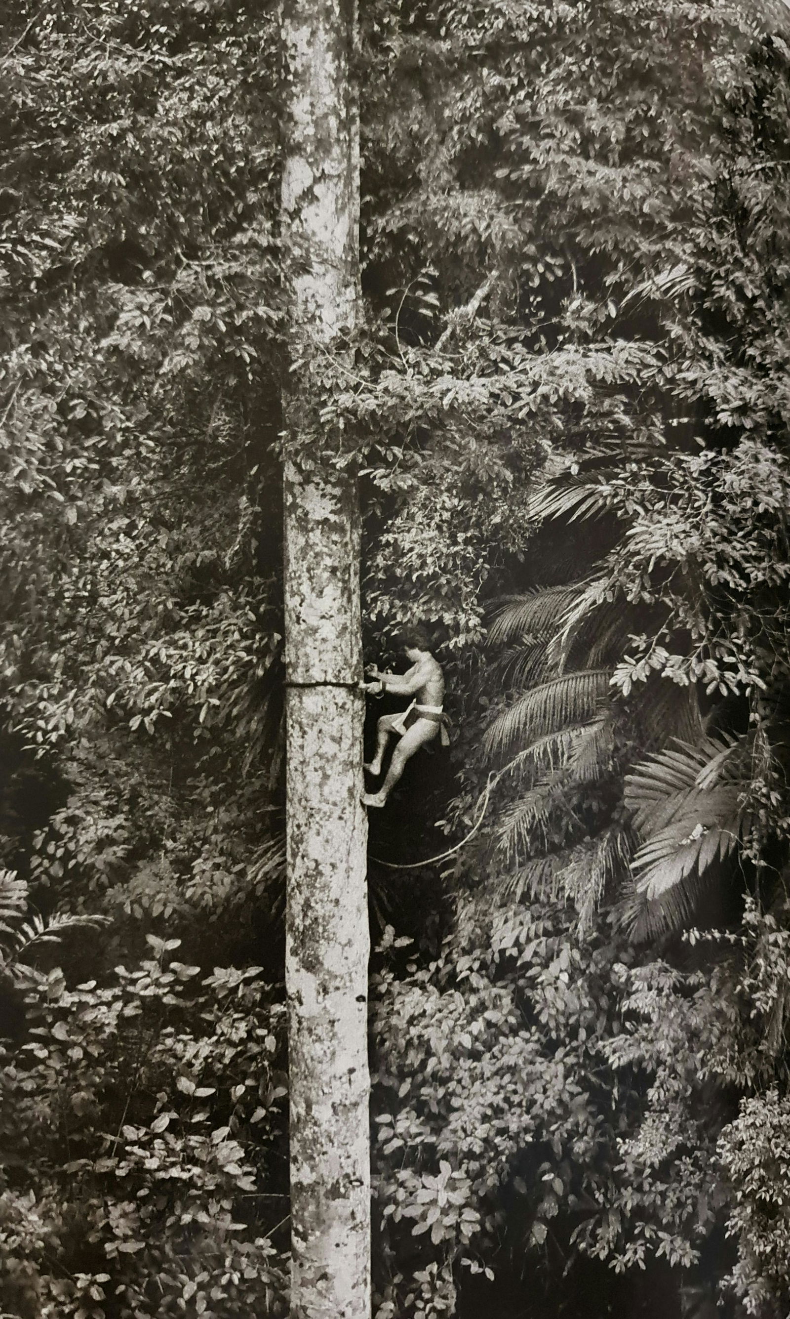 Sebastian Salgado, Agile Young Man Climb Gigantic Trees To Collect ...