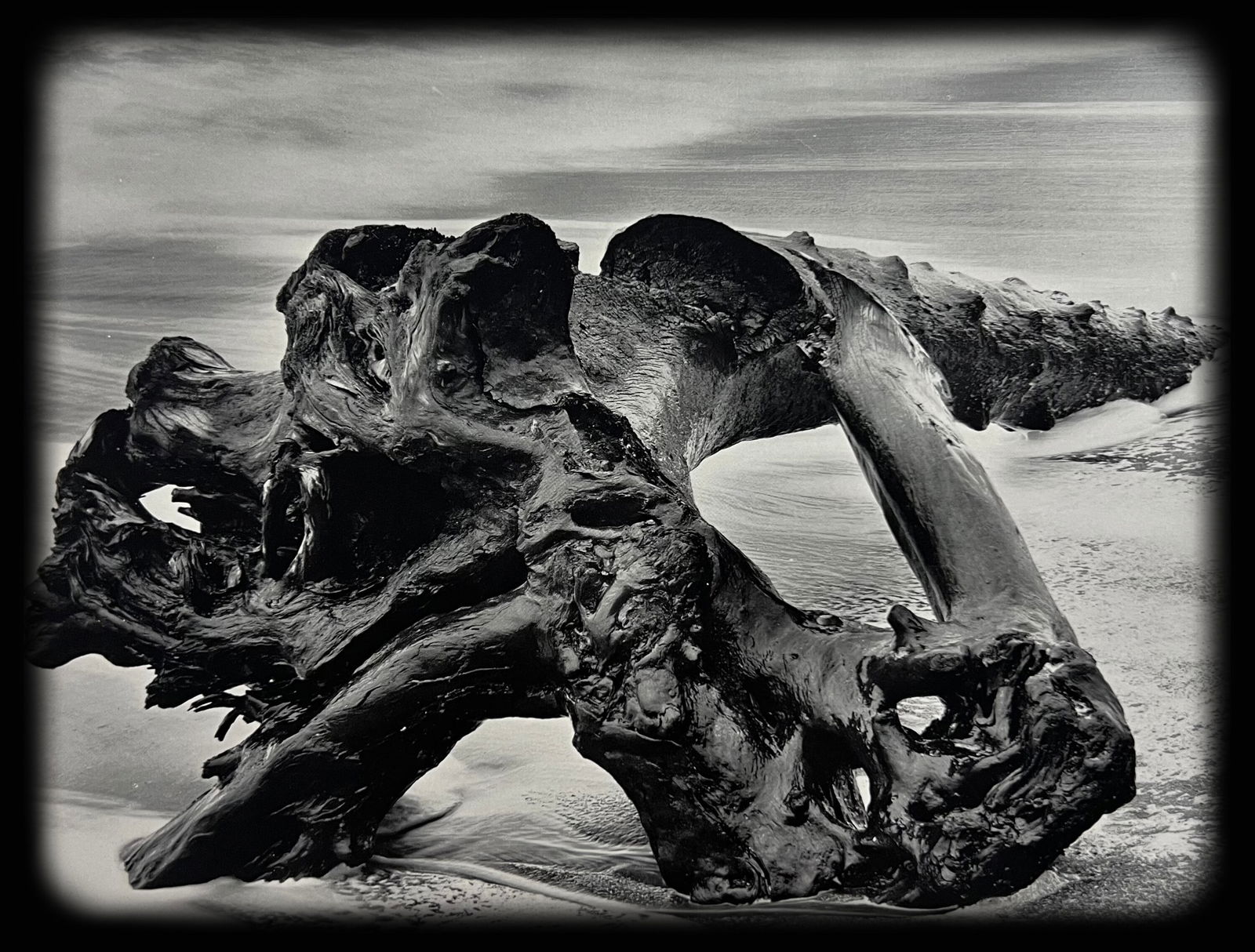 Wynn Bullock, Untitled, 1950's Auction