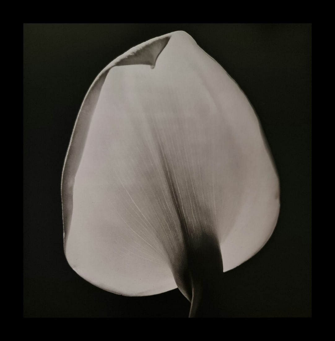 Robert Mapplethorpe, Calla Lily, 1984 Auction