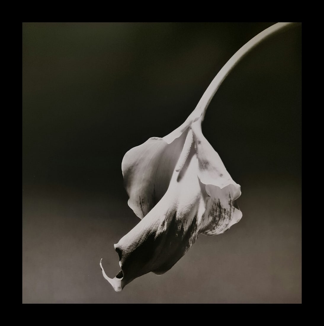 Robert Mapplethorpe, Calla Lily, 1986 Auction