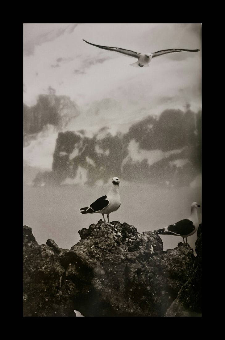 Sebastian Salgado, A Group Of Kelp Gulls, Bellingshausen Island, South Sandwich Islands, 2009 ...