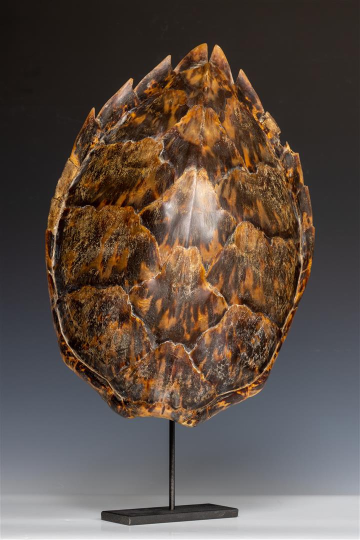 A Large Shell Of A Turtle.