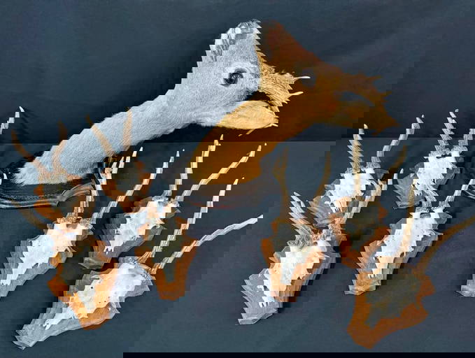 Seven Roe Deer Skulls And One Mount