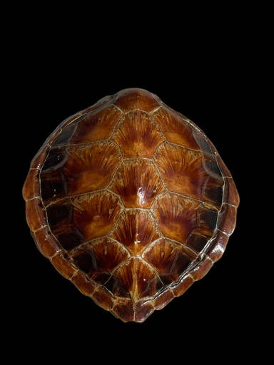 Victorian/Antique Tortoise Shell Taxidermy - Sep 29, 2022 | Auctions 4 ...