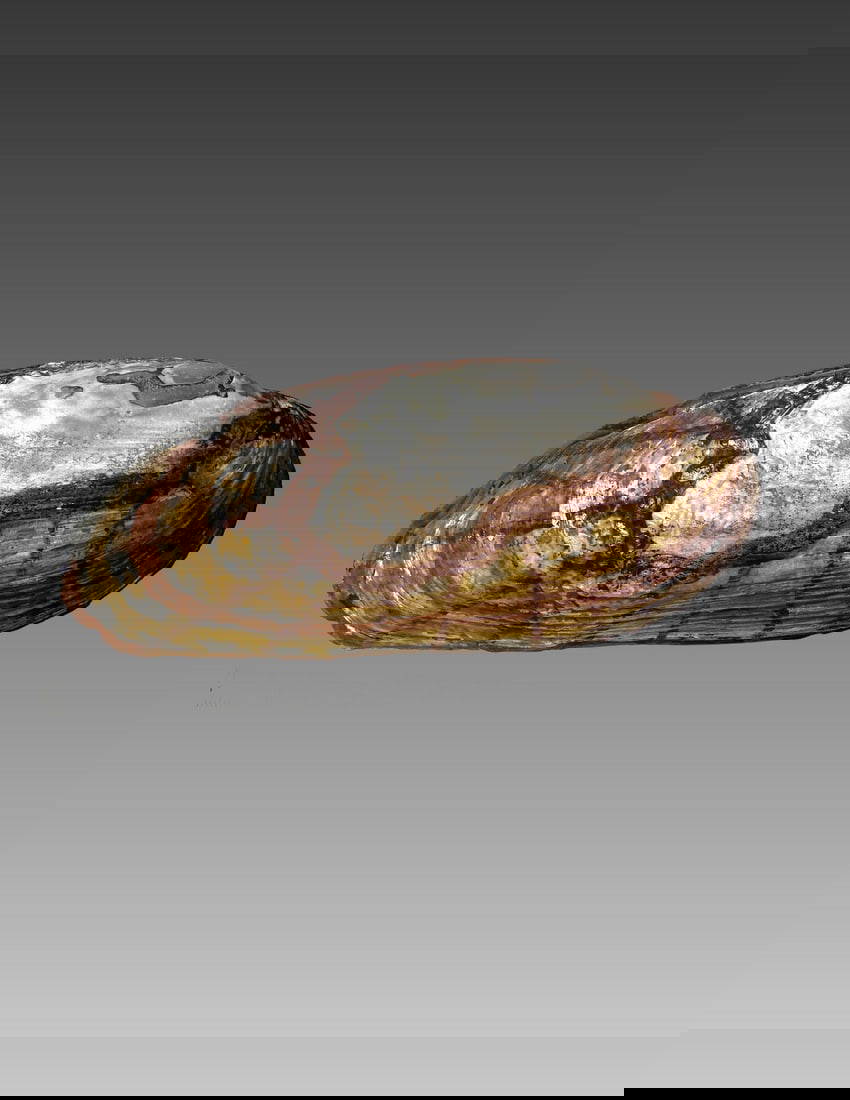 Australian Aboriginal Painted Dilly Shells Auction