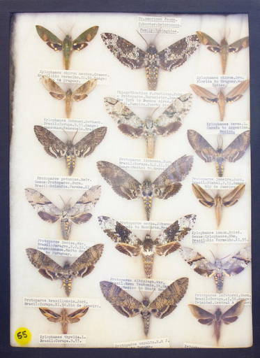 South American Fauna: Sphingidae Moth Collection