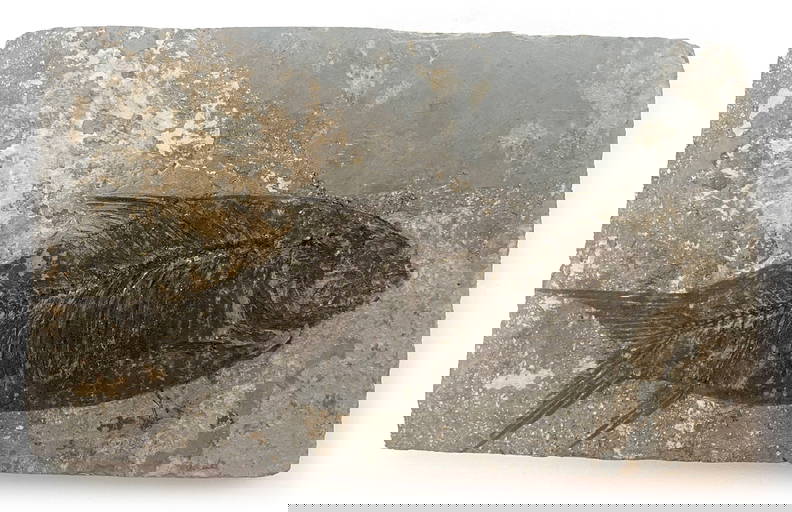 50+ Million Year Old Jianghanichthys Fish Fossil Hubai, China ...