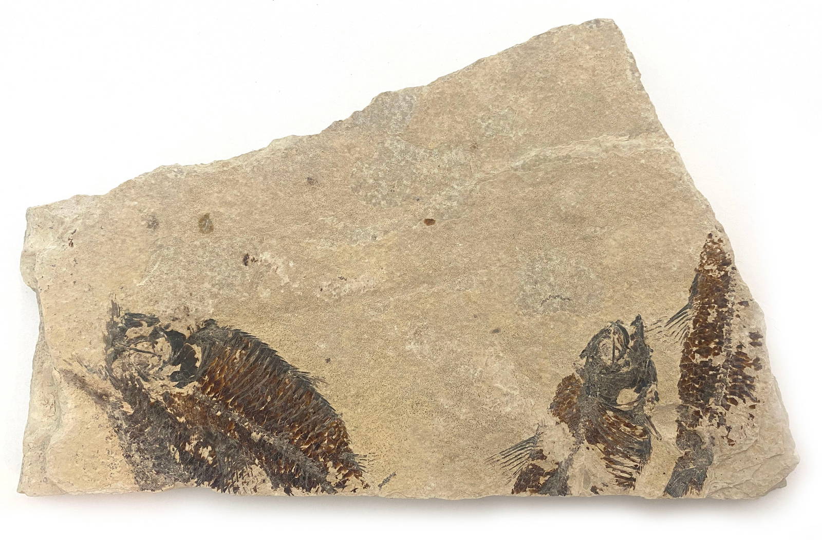 50+ Million Year Old Fish Fossil From The Green River Formation ...