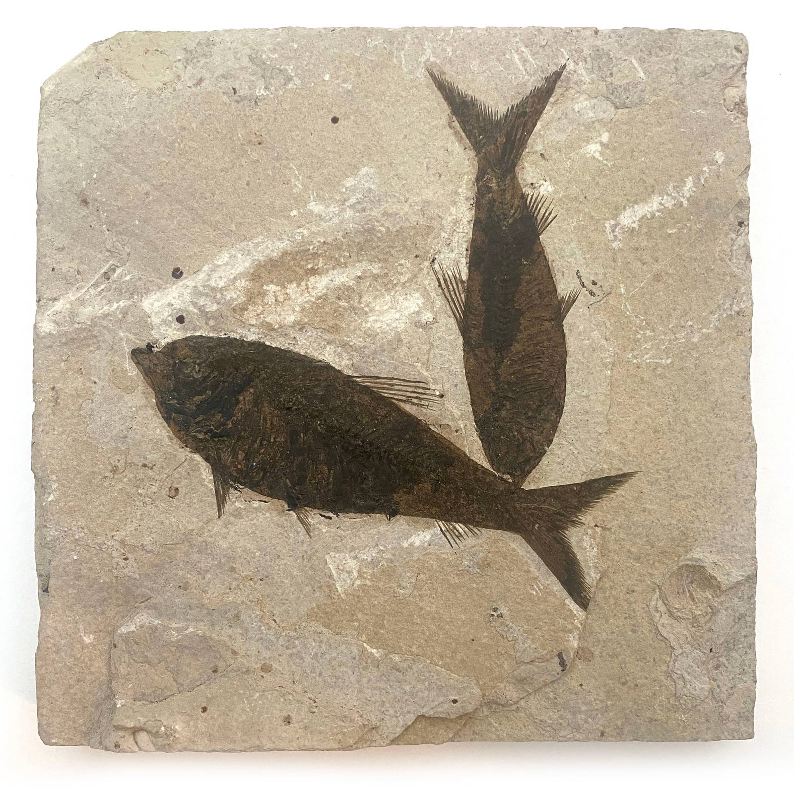 50+ Million Year Old Fish Fossil From The Green River Formation ...