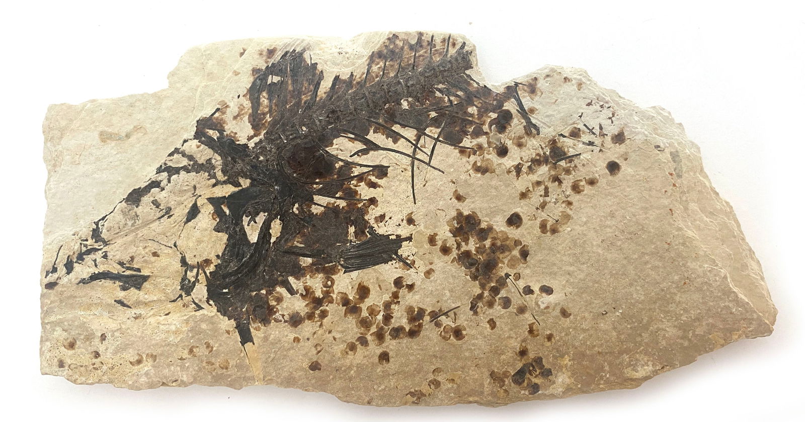 50+ Million Year Old Fish Fossil From The Green River Formation ...