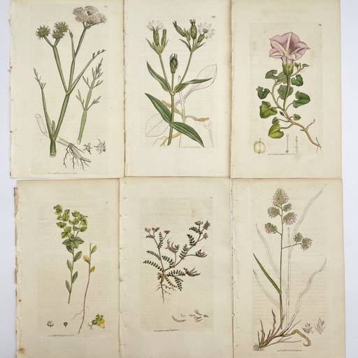James Sowerby (1757 1822) Set Of 6 Botanical Prints Night Flowering ...