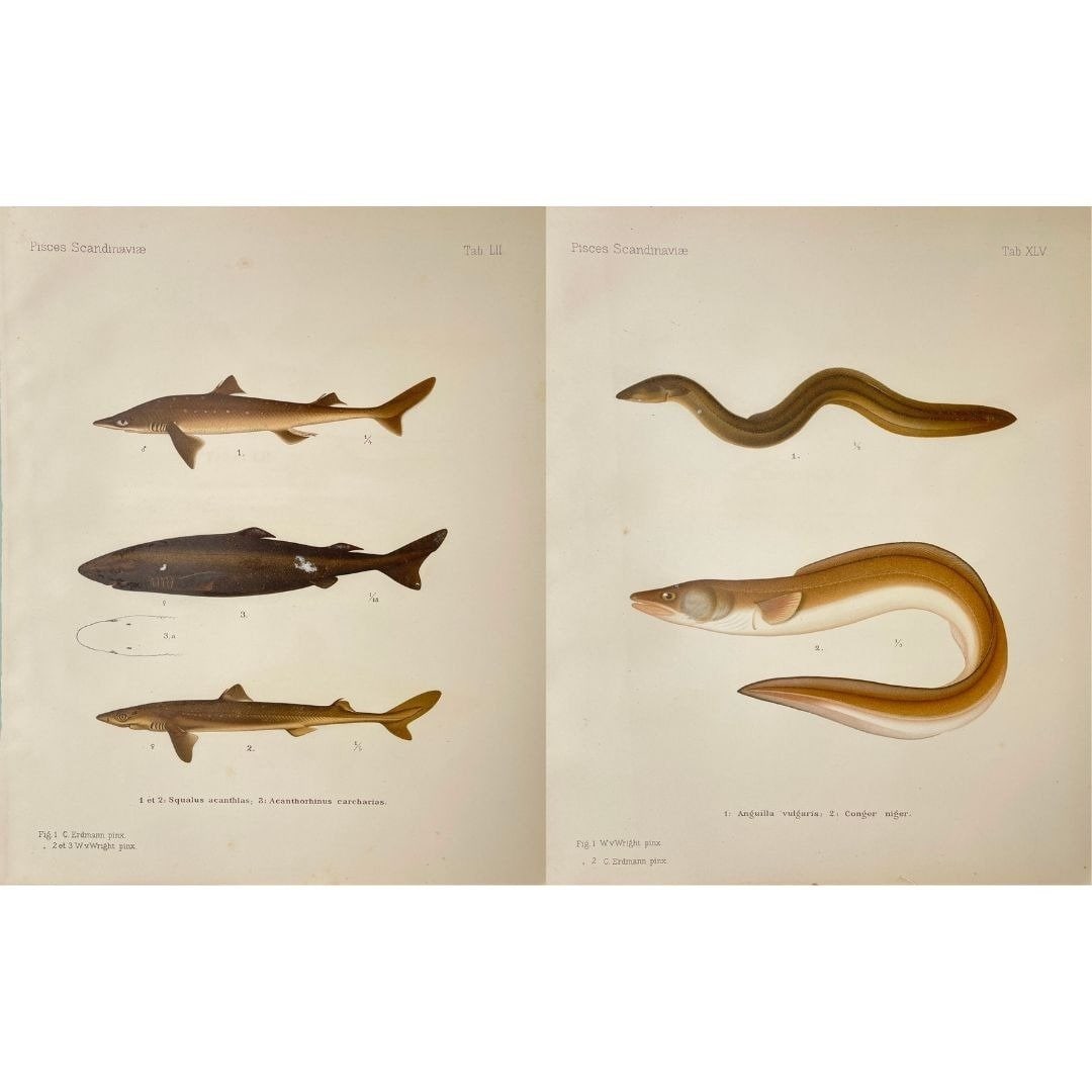 Set Of 2 Lithographs - Scandinavian Fish - European Conger, Spiny ...