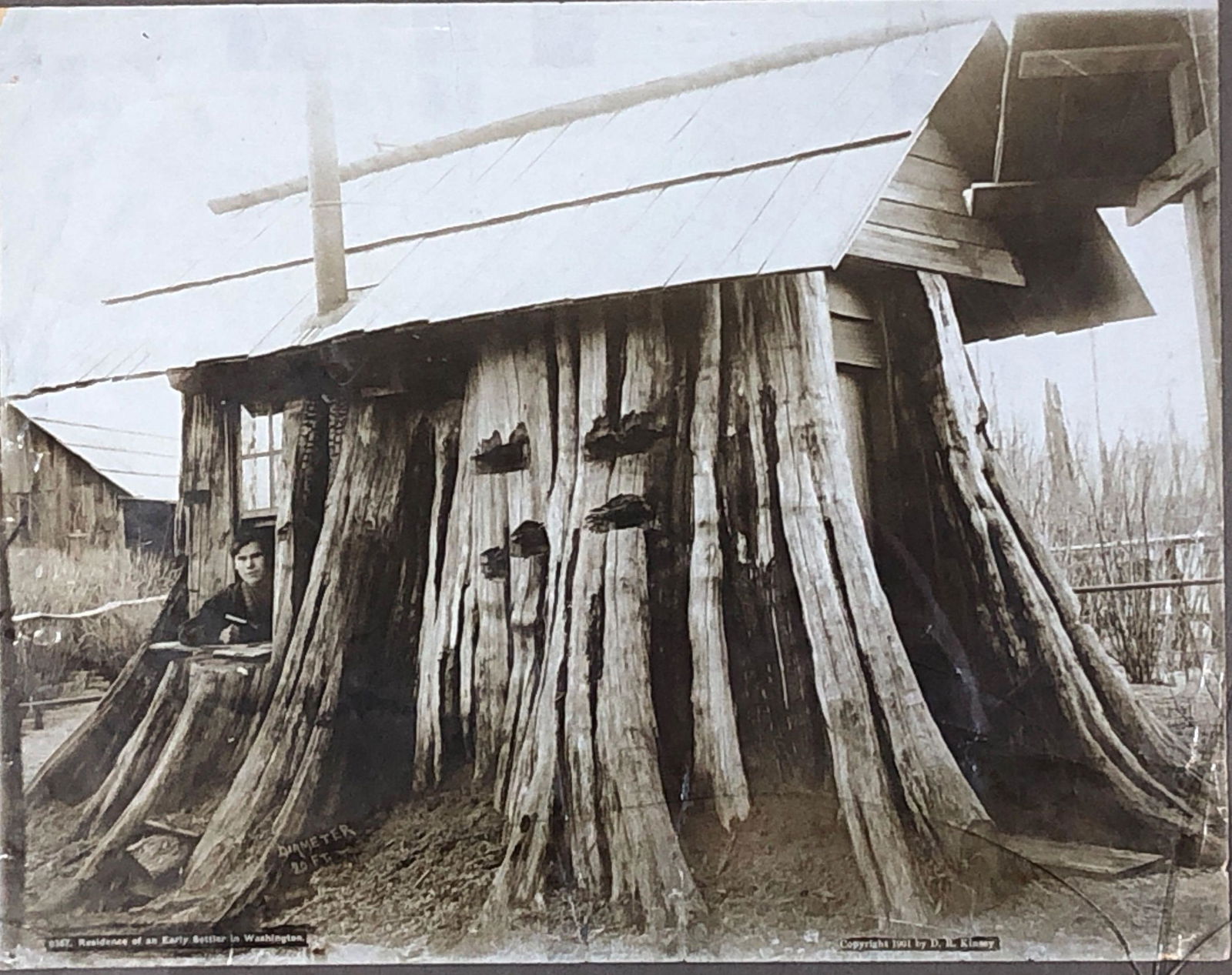 Darius Kinsey (American 1869-1945) Cedar Stump House - Jun 27, 2021 ...