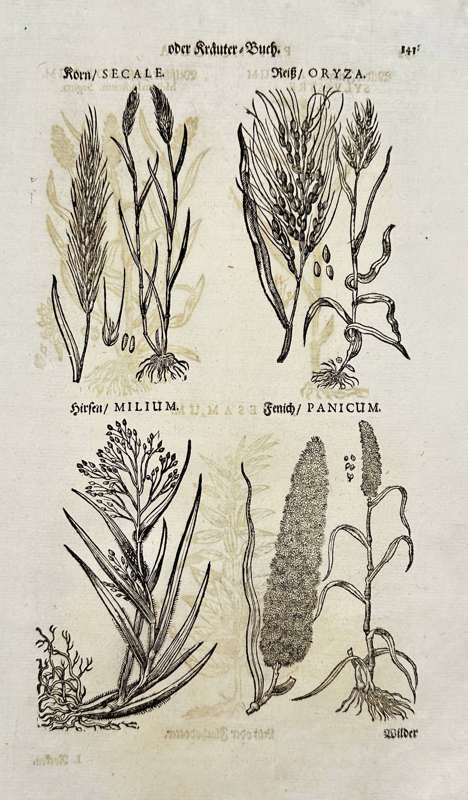 Adam Lonitzer (1528–1586) – Korn, Reiß, Hirsen, Fenich – Woodcut ...