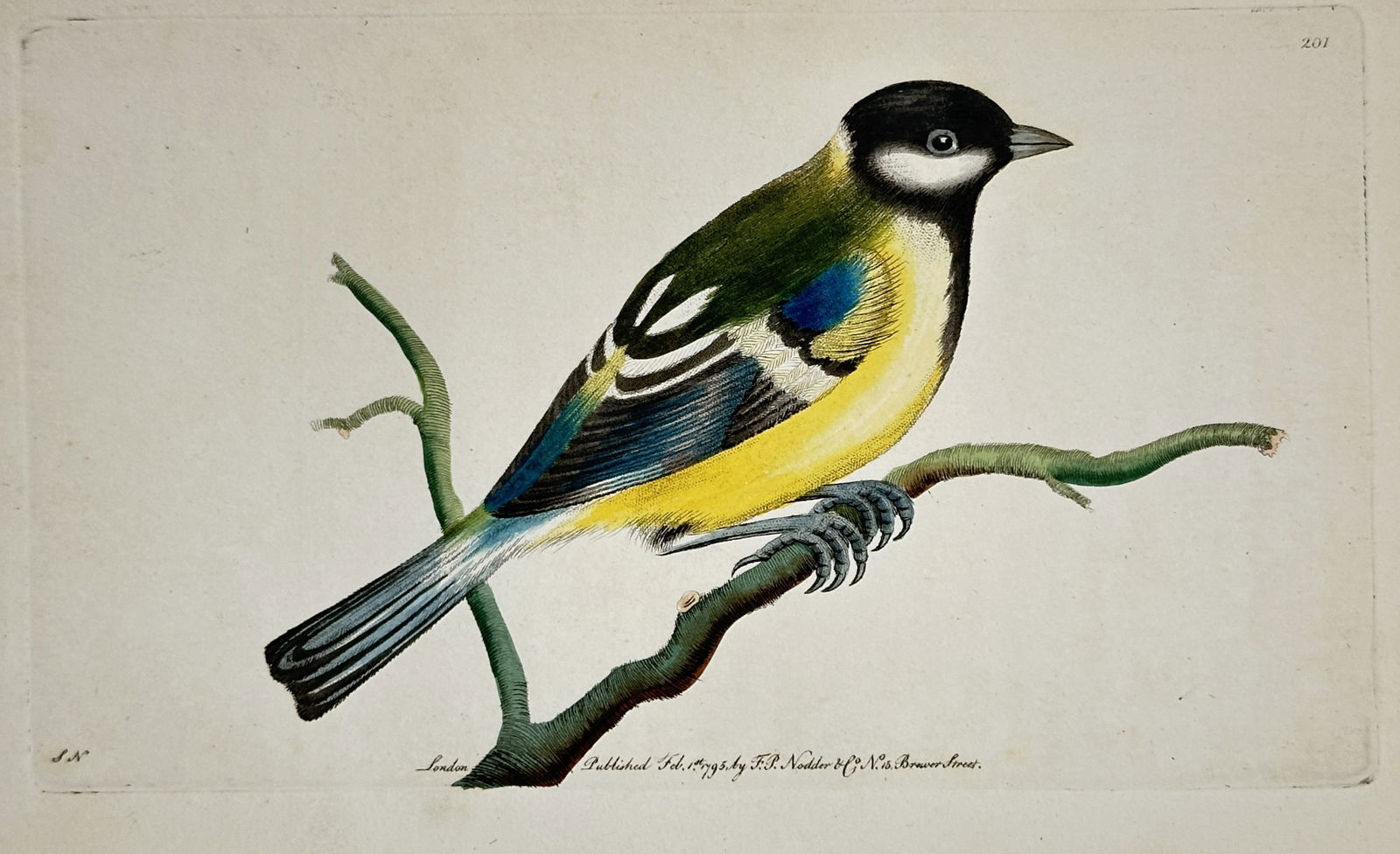 Frederick Polydore Nodder – Great Titmouse – Hand-colored Engraving ...