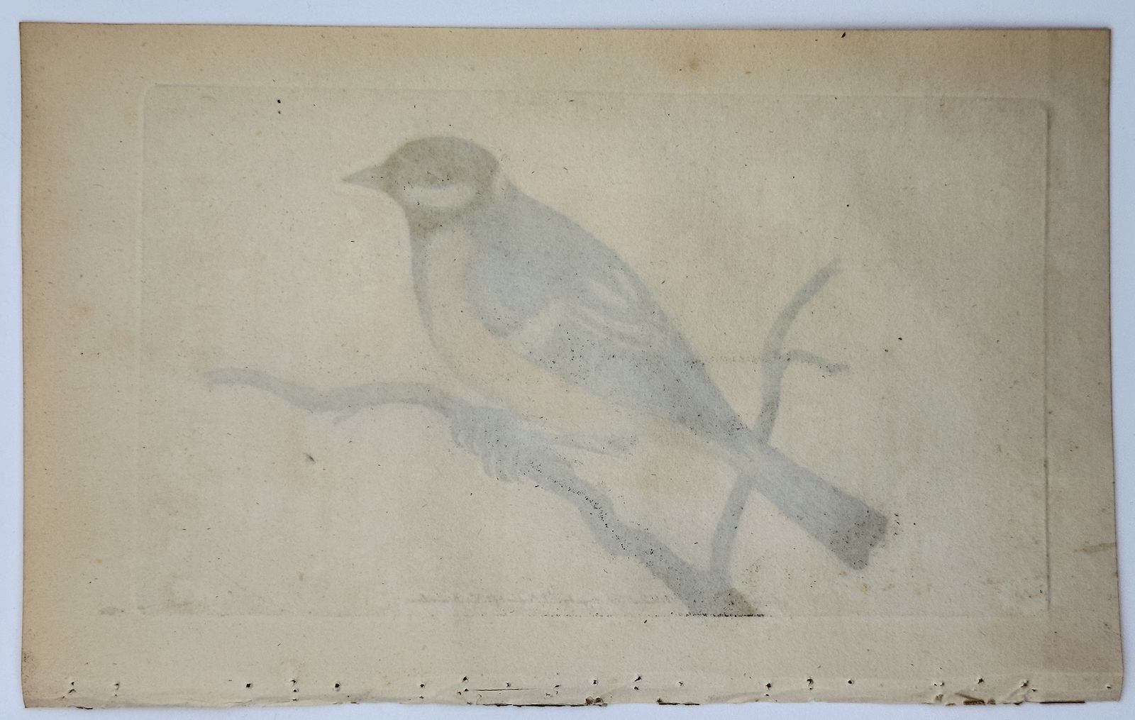 Frederick Polydore Nodder – Great Titmouse – Hand-colored Engraving ...