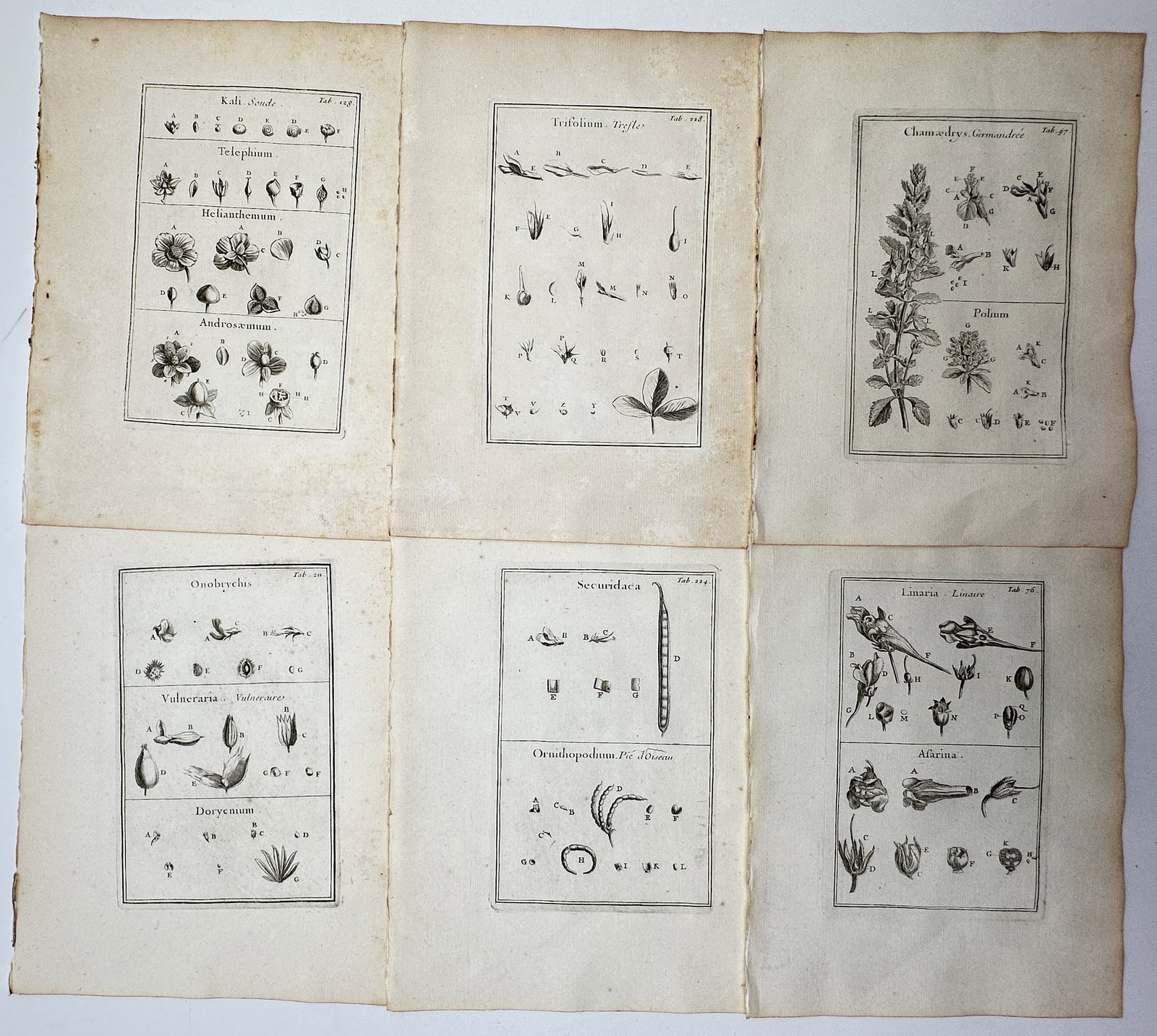 Joseph Pitton De Tournefort – Set Of 6: Botanical Diagrams Of Floral ...