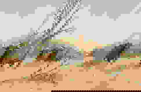 Michael Schreck (b. 1950) Cape Buffalo, 1986 Auction