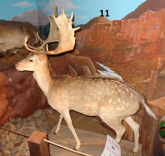 Fallow Deer, Full Mount