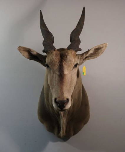 Eland, Shoulder Mount