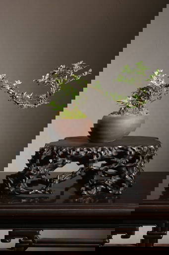 Qing Dynasty Rosewood Coiled Roots And Knotted Base (flower Pot Props)